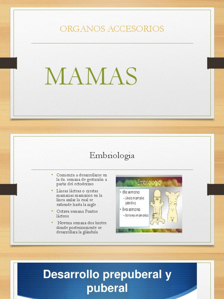 Desarrollo y anatomía de las mamas | PDF