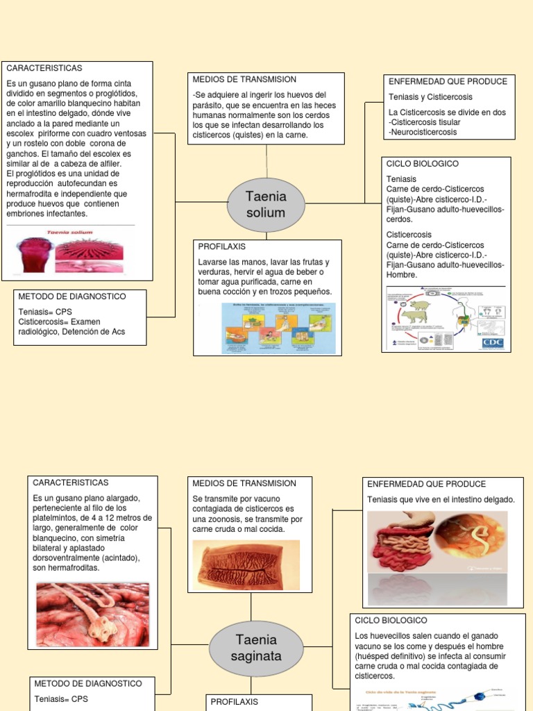 Taenia solium y Taenia saginata | PDF | Causas de la muerte ...