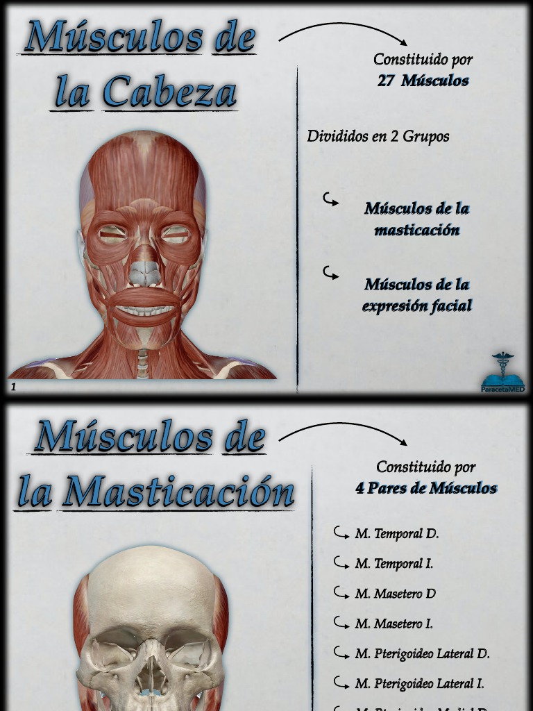 Musculos de La Cabeza | PDF | Cabeza y cuello humanos | Rasgos faciales