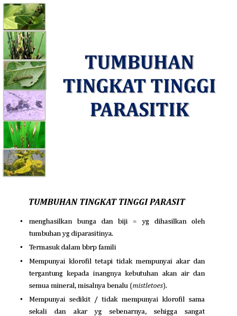 I. Tumbuhan Tingkat Tinggi Parasitik | PDF