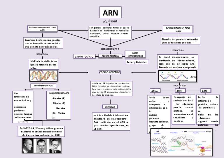Mapa-conceptual-del-ARN-3 | PDF | Rna | Adn