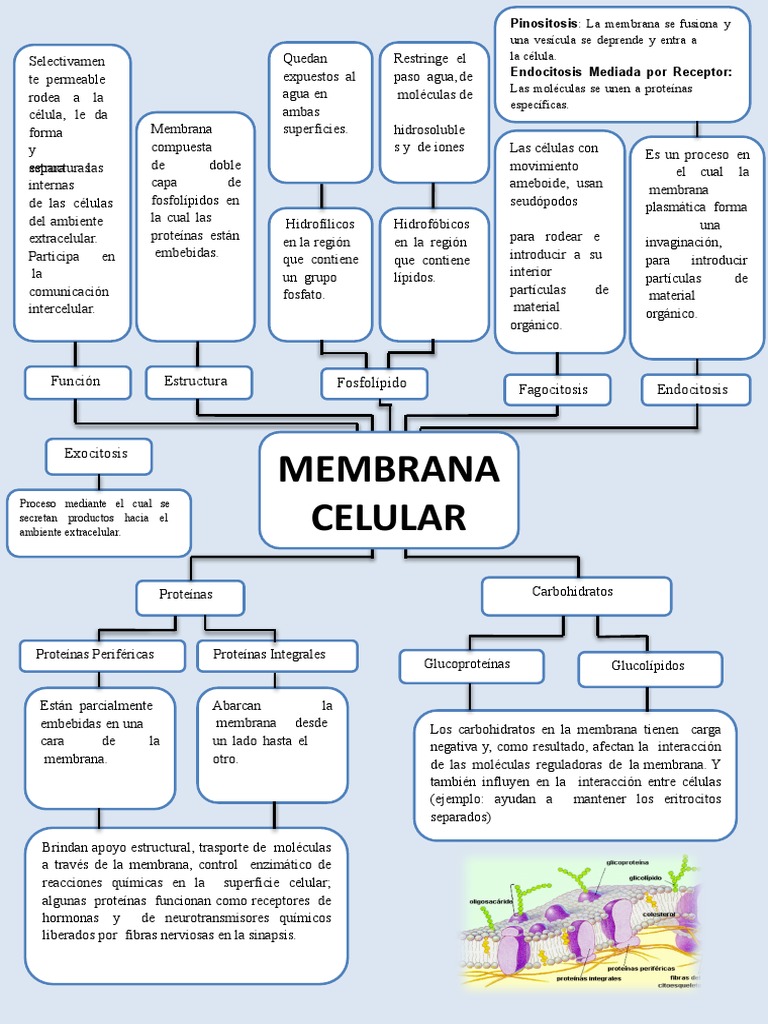 Mapa Conceptual de La Membrana Celular 3 | PDF