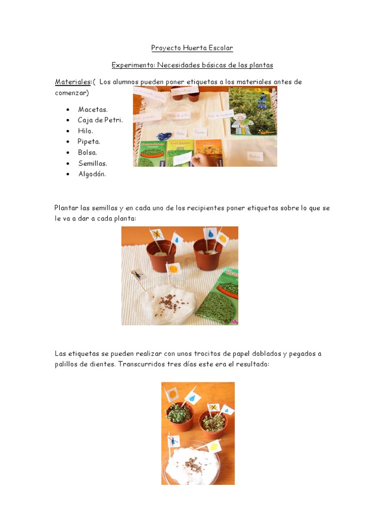 Experimento - Necesidades de Las Plantas | PDF