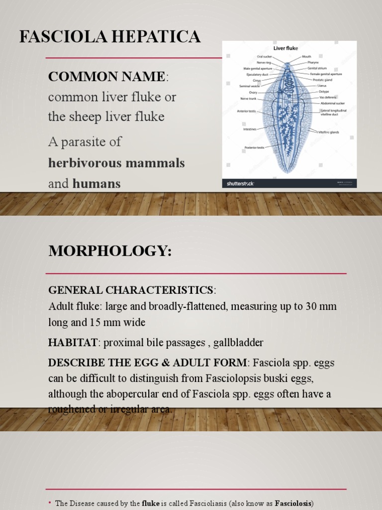 fASCIOLA HEPATICA 1111 | PDF