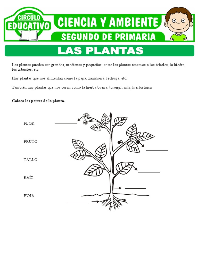 Partes de la Planta y su Función | PDF | Flores | Plantas