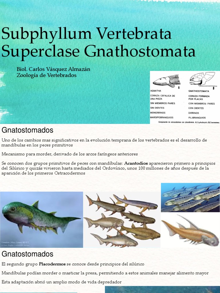 Clase 5 Gnatostomados Holocephali | PDF | Cráneo | Pescado