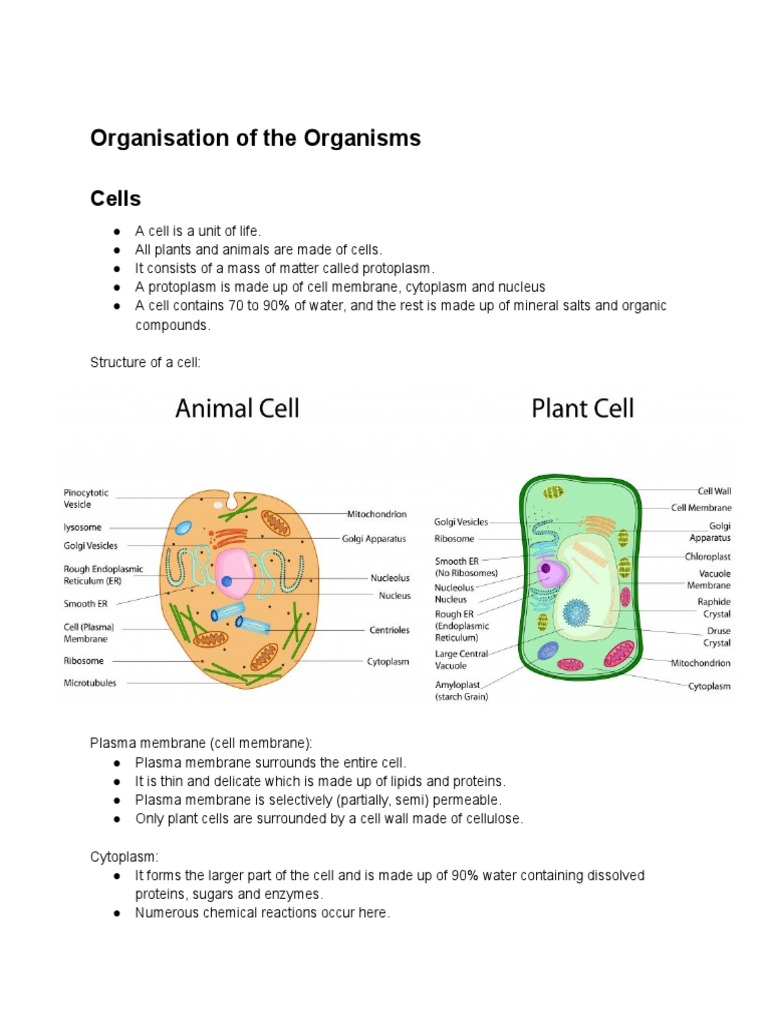 Cell Structure and Functions Explained | PDF | Cell (Biology) | Cytoplasm