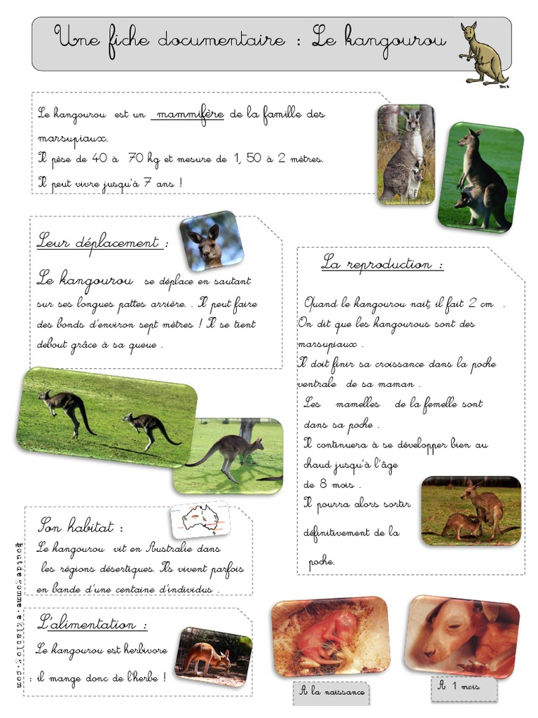 Le Kangourou Fiche Documentaire | PDF | Mammifères | Organismes