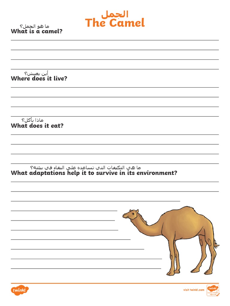 Ar Ui2 e 1 Camel Information Text Writing Template Arabic English | PDF
