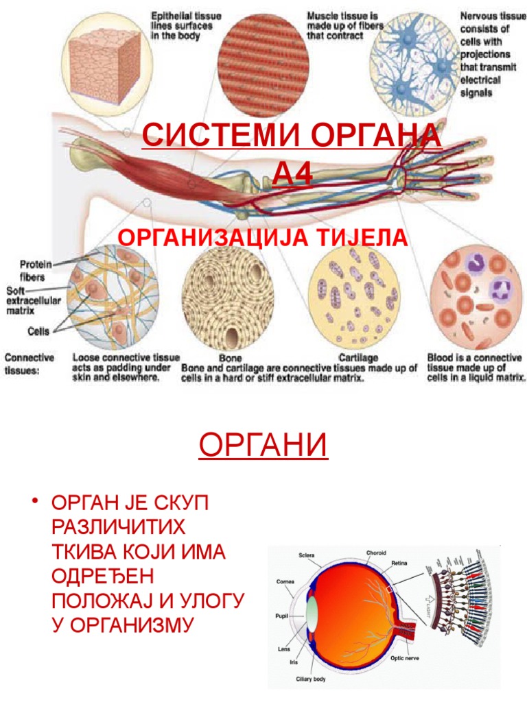 Sistemi Organa | PDF