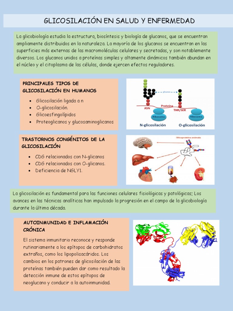 Tarea 8 Infografia Glicosilación | PDF