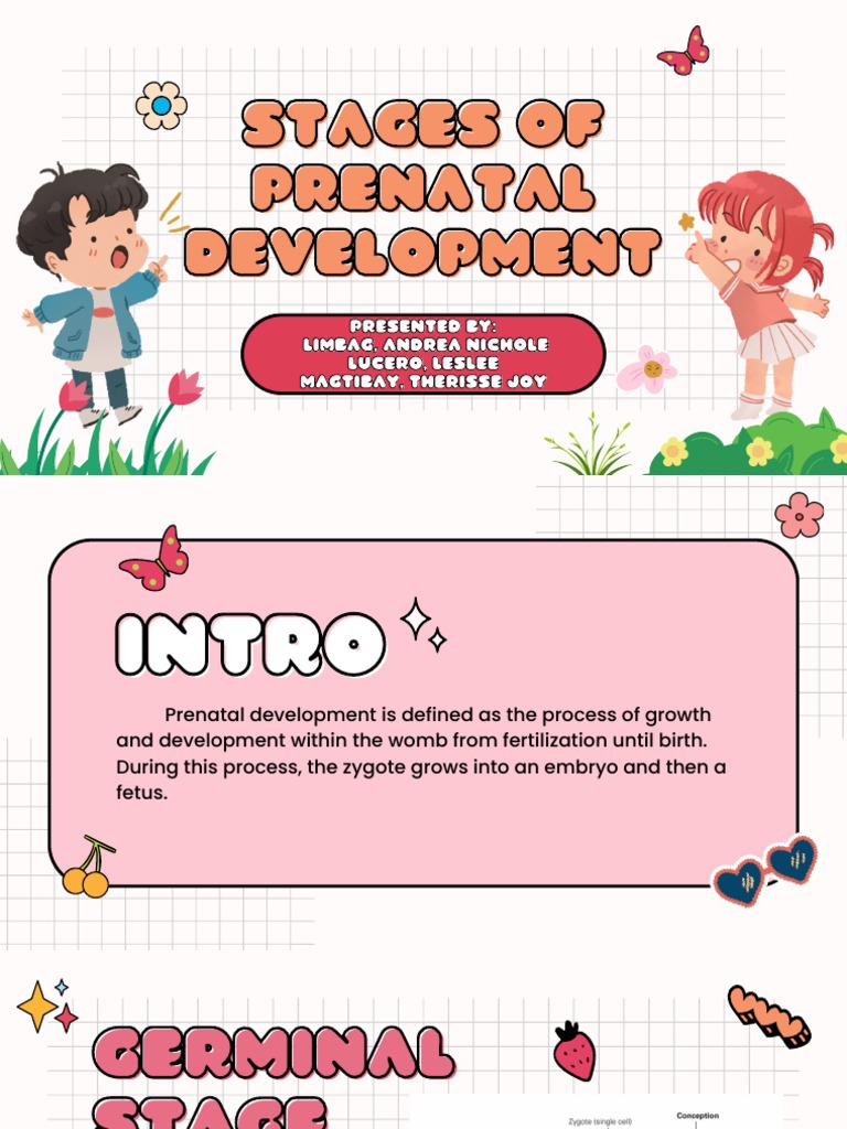 Stages of Prenatal Development | PDF | Fetus | Prenatal Development