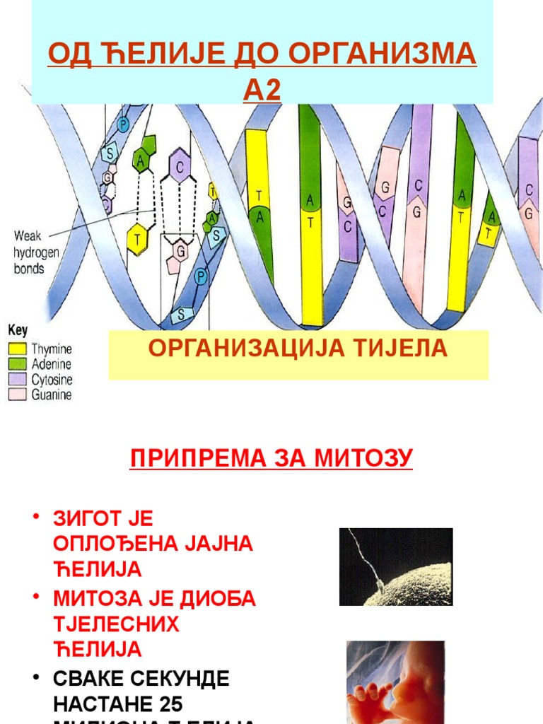 Od Celije D o Organizma | PDF
