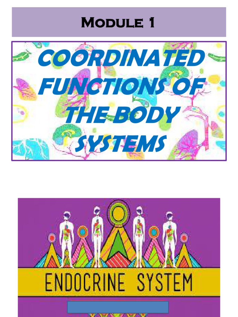 1 PPT Endocrine System | PDF | Endocrine System | Hormone