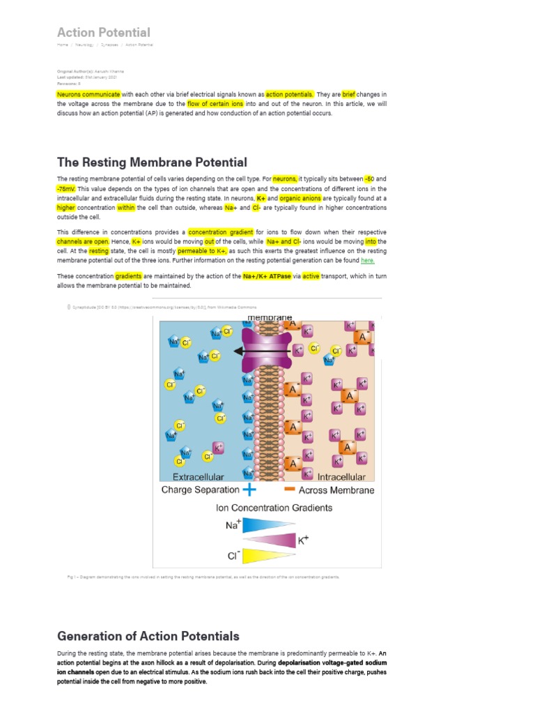 Action Potential: Generation and Propagation | PDF | Action Potential ...