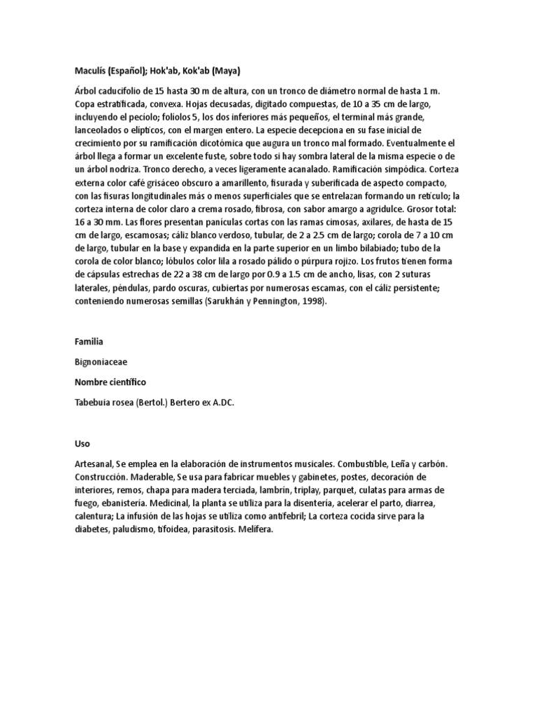 Características del árbol Maculís | PDF | Hoja | Arboles