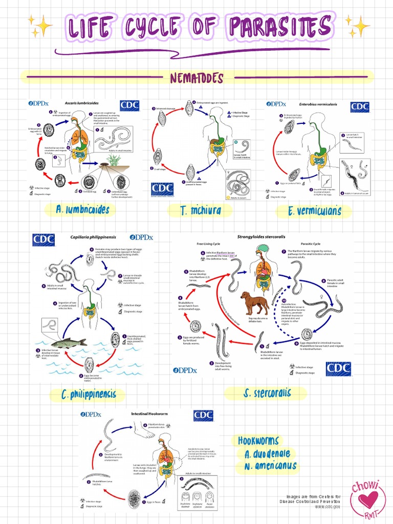 Life Cycle of Parasites CDC | PDF | Parasitism | Diseases And Disorders