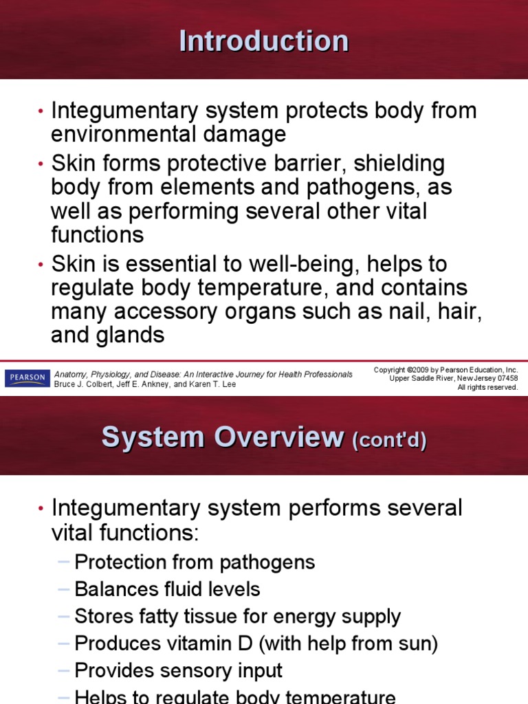 ch08 Integumentary System The Protective Covering | PDF | Skin | Integumentary System