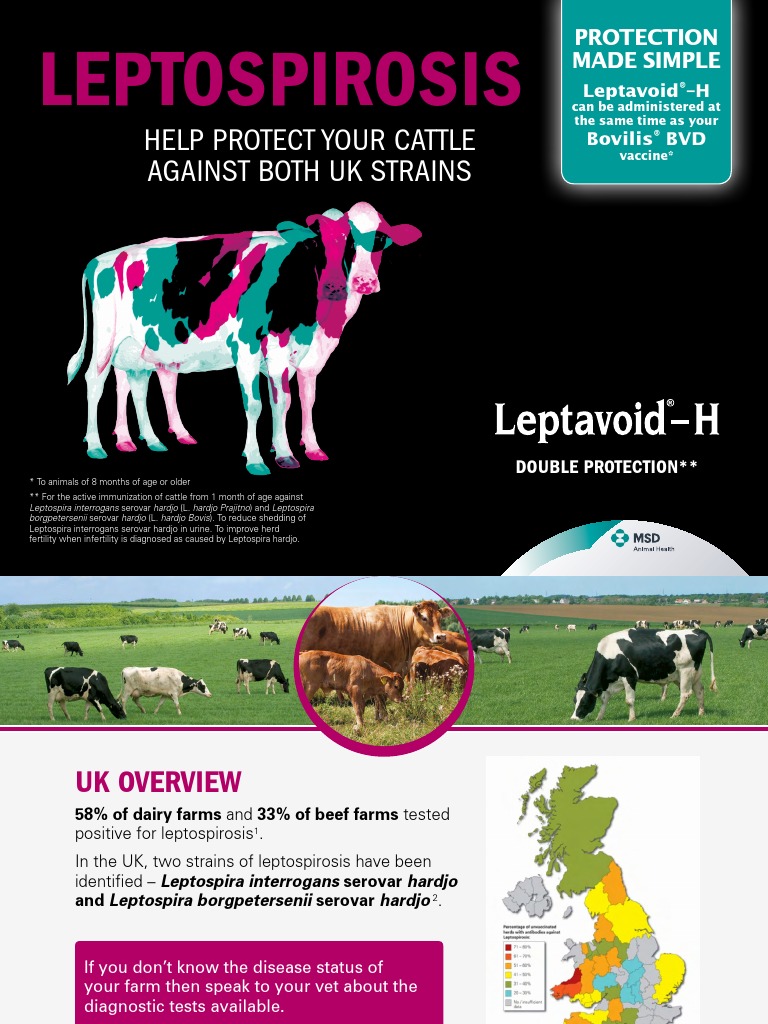 Leptospirosis Information tcm80-197042 | PDF | Cattle | Vaccines