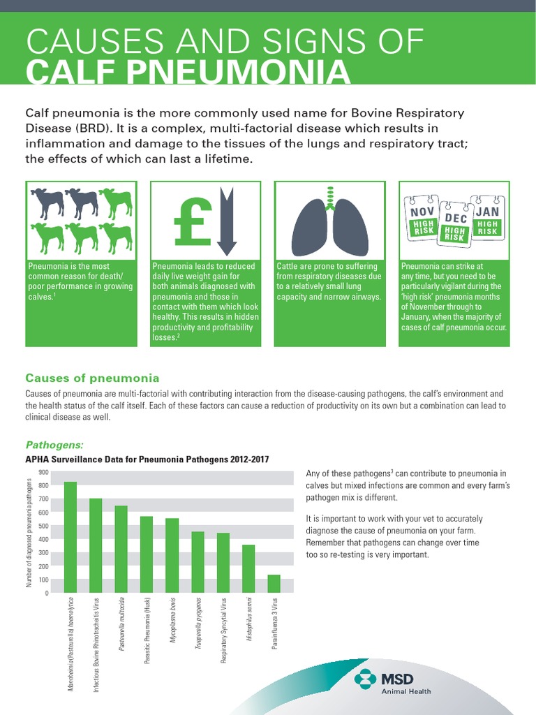 Calf Pneumonia: Causes and Signs | PDF | Pneumonia | Cattle