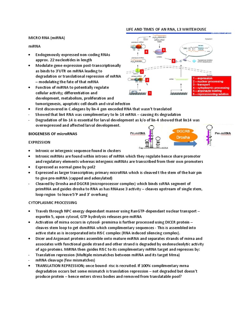 Life and Times of An Rna L3 | Download Free PDF | Micro Rna | Messenger Rna