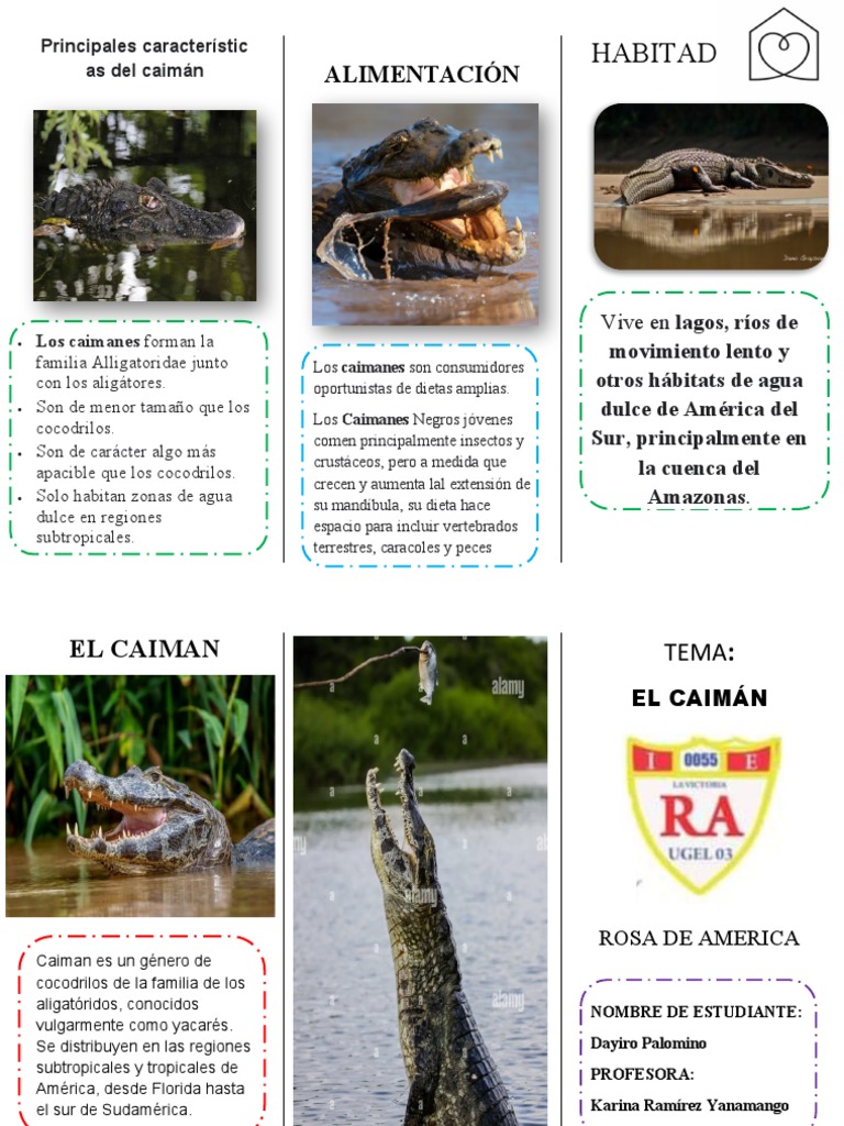 Caiman | PDF