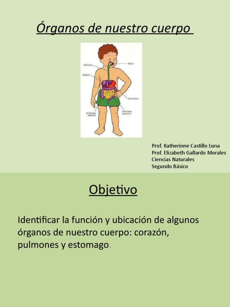 Ppt órganos Del Cuerpo Humano Pdf
