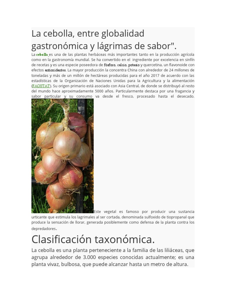 La Cebolla | PDF | Cebolla | Fertilizante