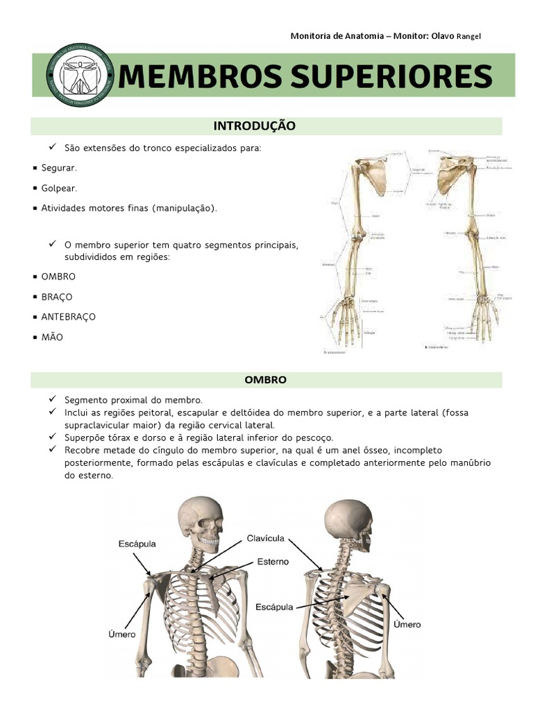 RESUMO OSSOS DOS MEMBROS SUPERIORES s1 | PDF | Sistema Locomotor ...