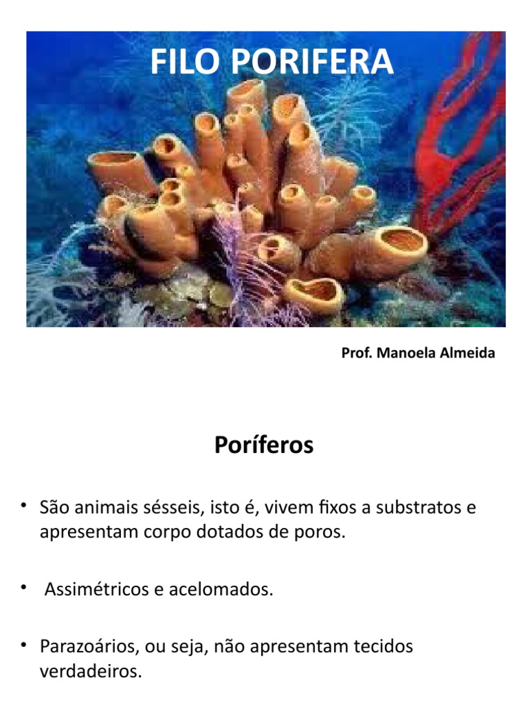 Filo Porifera | PDF | Esponja | Biologia