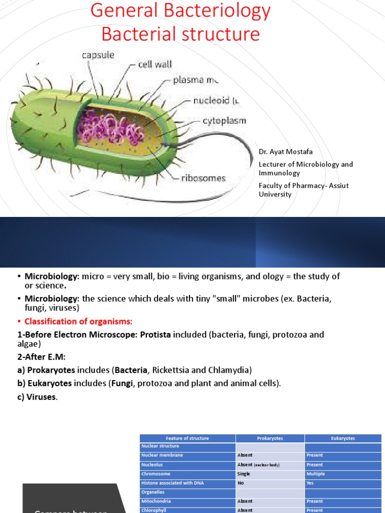 Bacterial Cell Structure and Function | PDF | Plasmid | Bacteria