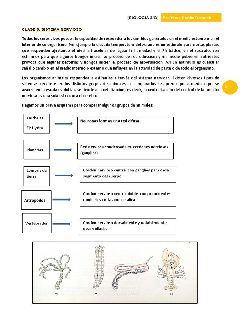 Clase 6 Sistema Nervioso | PDF | Axon | Neurona