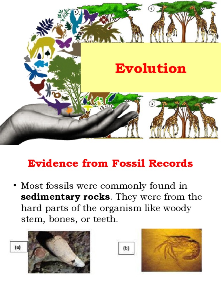 Evolution | PDF | Homology (Biology) | Fossil