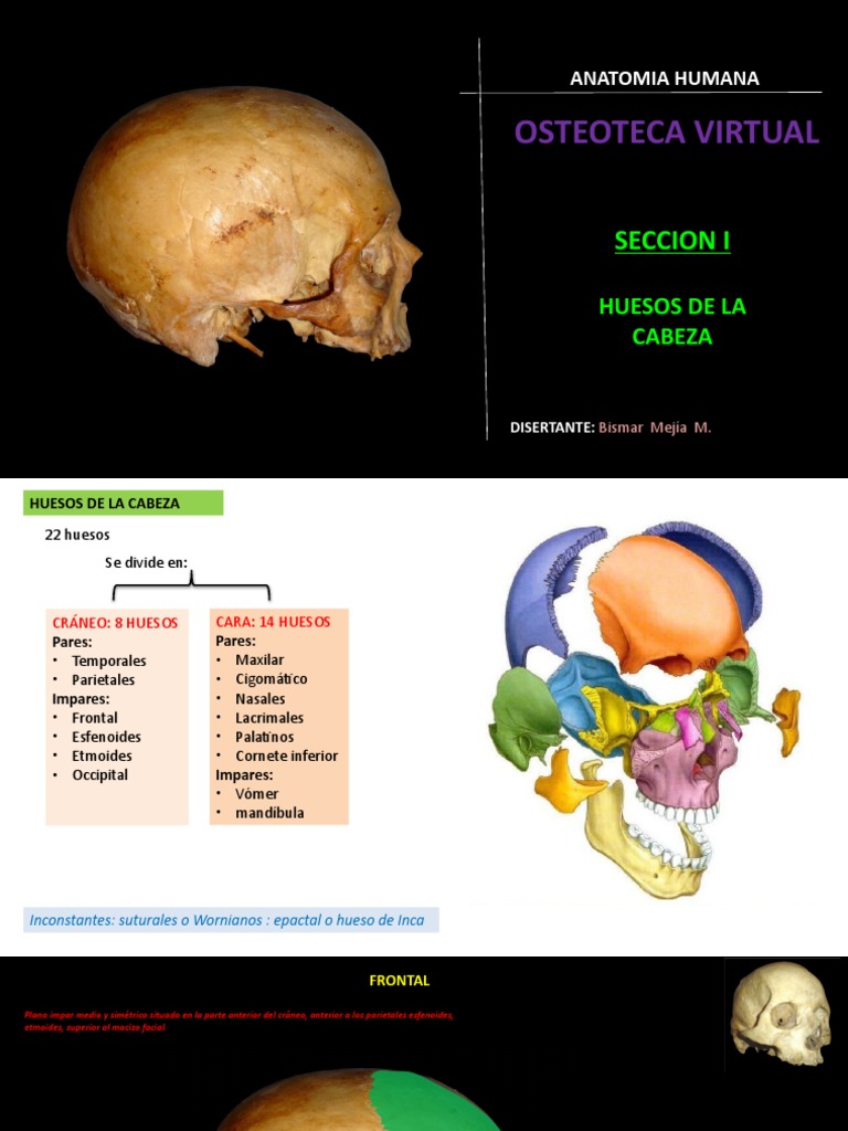 Huesos de La Cabeza 2023 | PDF | Cabeza y cuello humanos | Anatomía