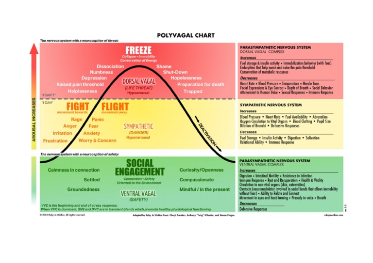 Polyvagal Chart | PDF