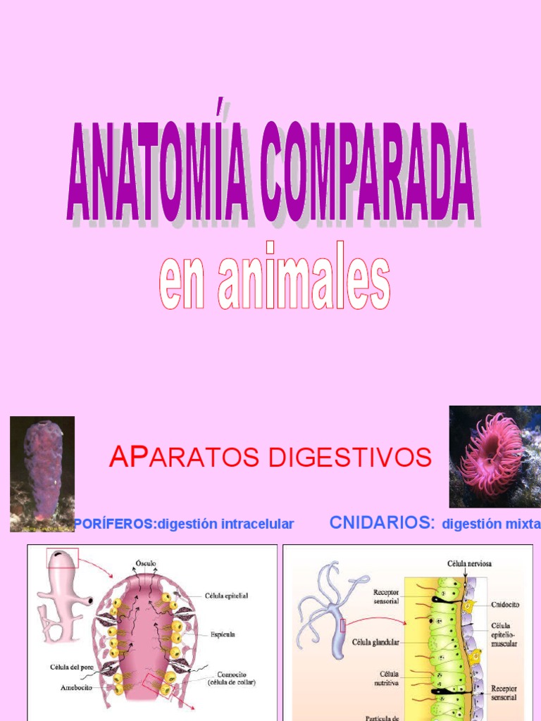Anatomia Comparada | PDF | Digestión | Branquia