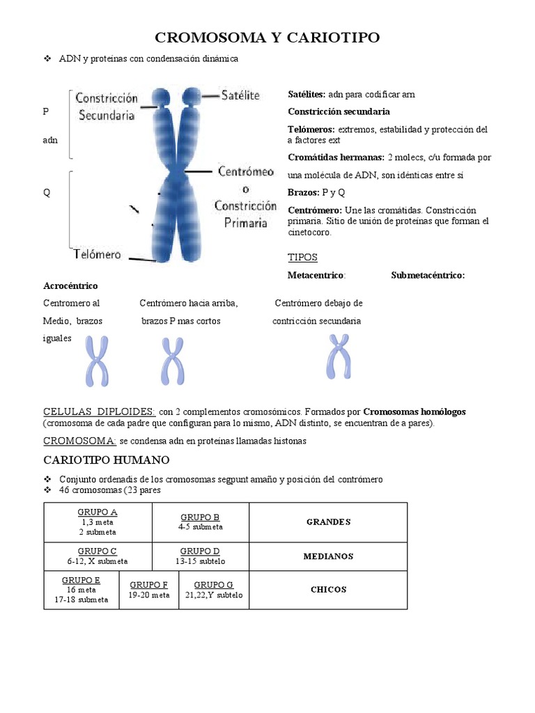 Ibcm 2 | PDF | Dominancia (Genética) | Mitosis