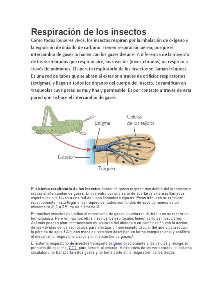 Respiración de Los Insectos | PDF | Respiración | Branquia