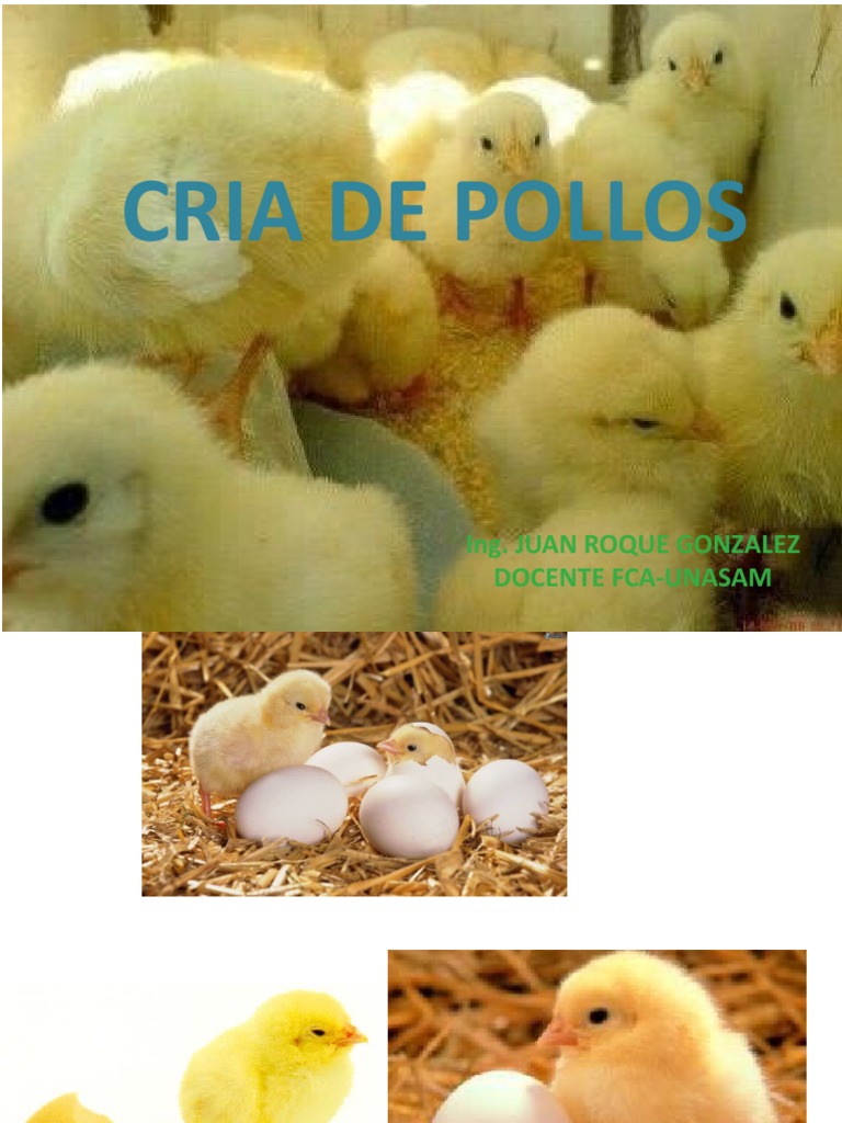 Crianza de Pollos | PDF | Ventilación (Arquitectura) | Embrión