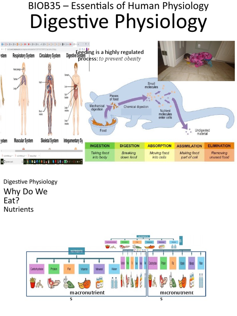 Digestive Physiology Overview | PDF | Nutrients | Digestion
