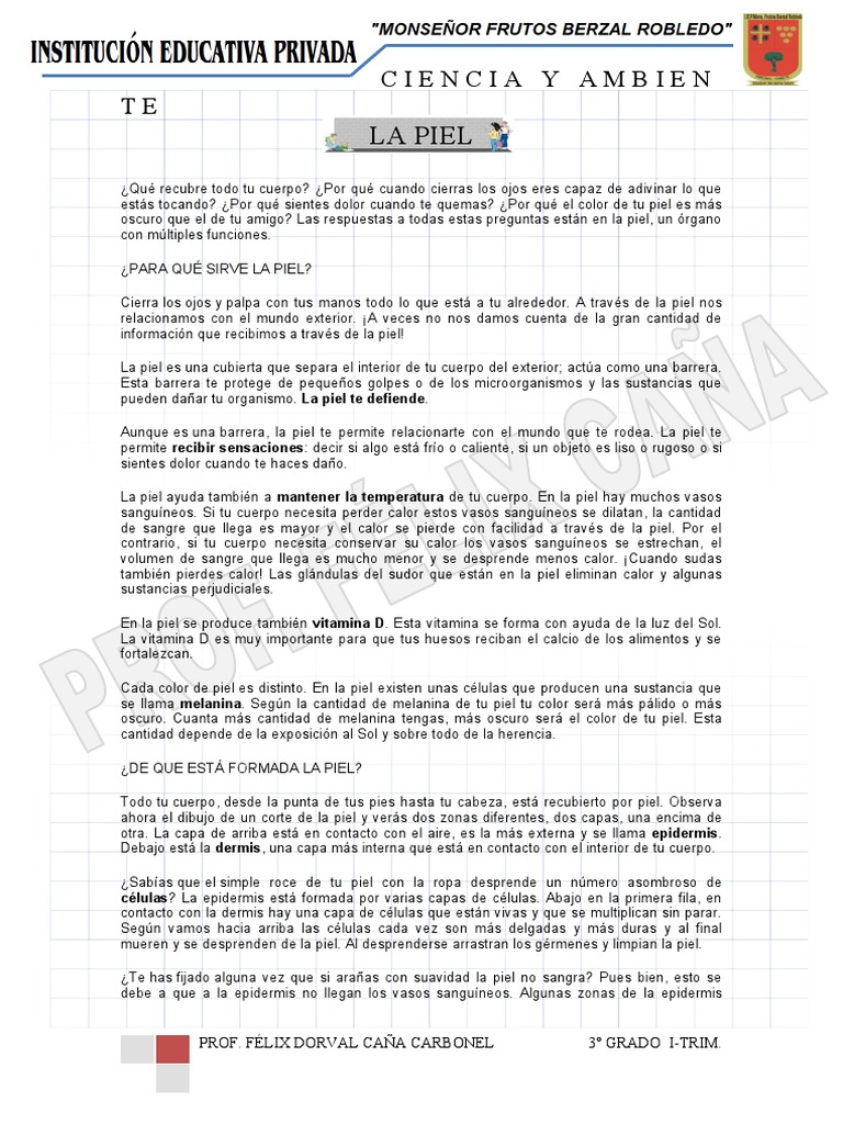 La Piel Pdf Piel Epidermis