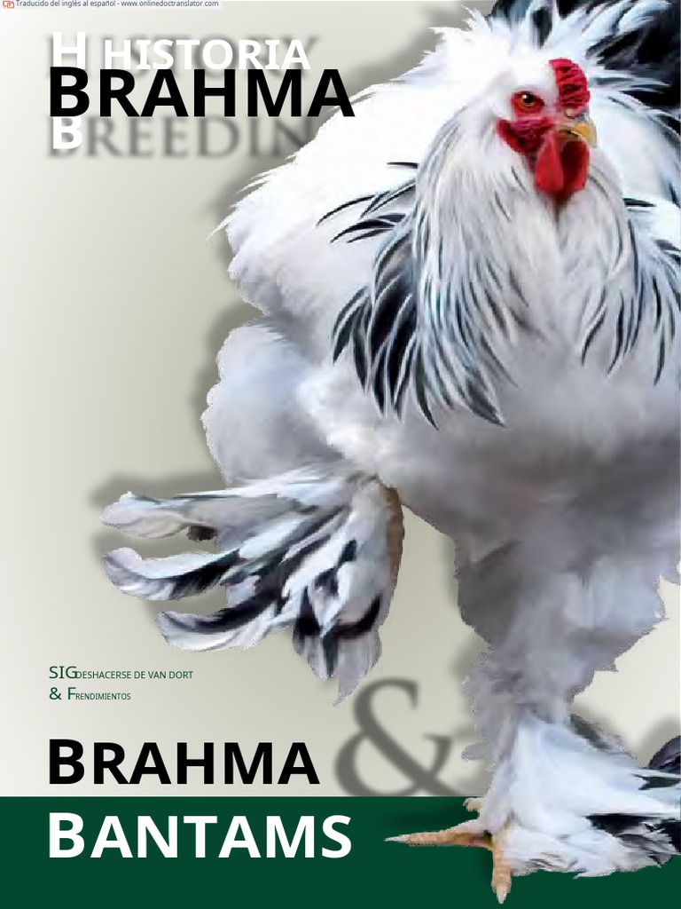 Brahma Book | PDF | Pollo | Aves