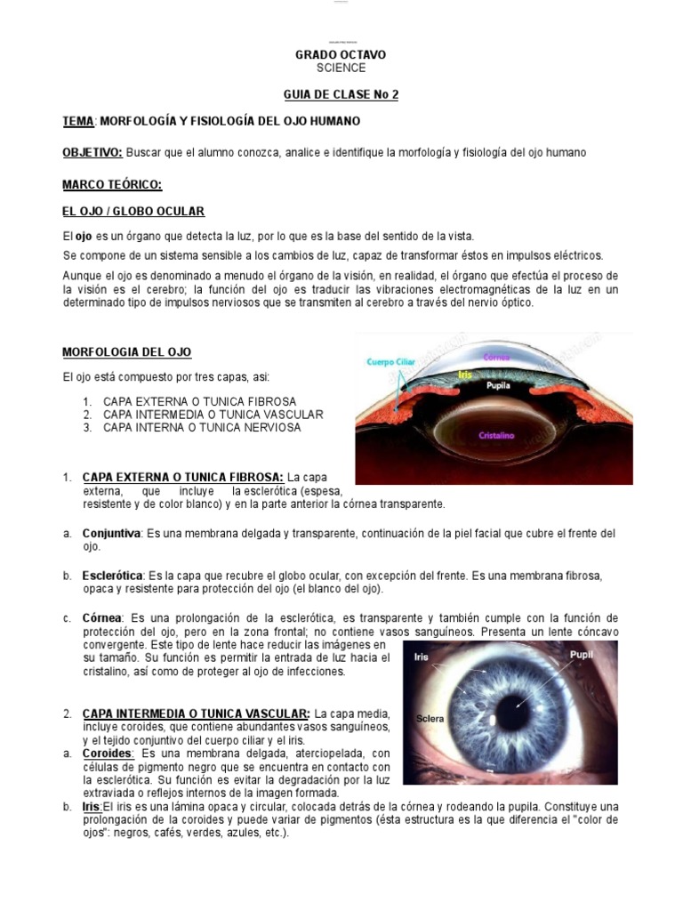 Guia-Ojo-Taller-Sentido-De-La-Vista 1 | PDF | Ojo humano | Ojo