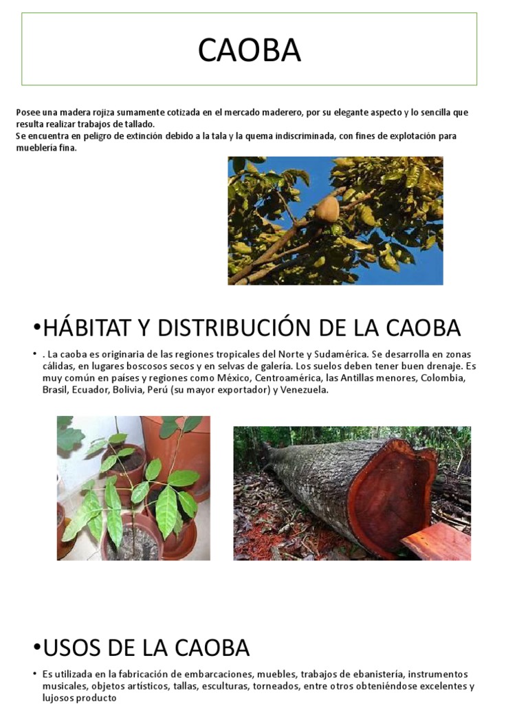 La Caoba | PDF