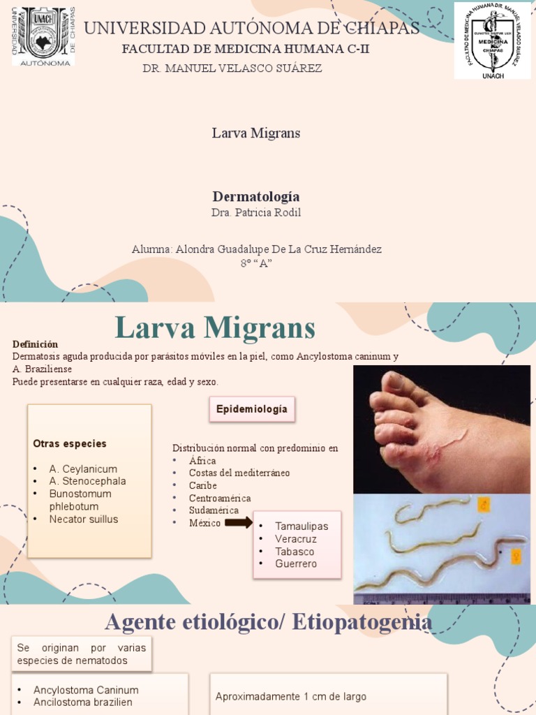 Larva Migrans | PDF | Especialidades Medicas | Epidemiología
