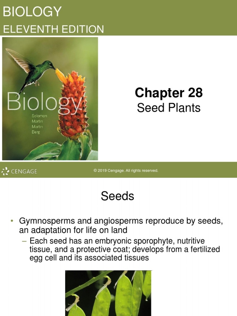 Seed Plants PDF | PDF | Flowers | Seed