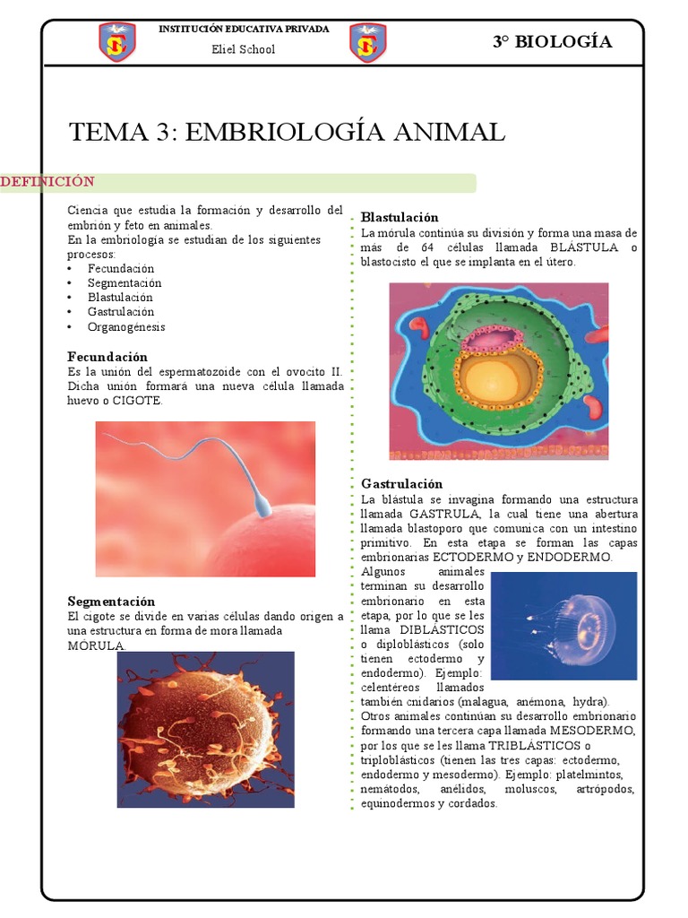 TEMA 3 Embriología-Animal-para-Tercer-Grado-de-Secundaria | PDF ...