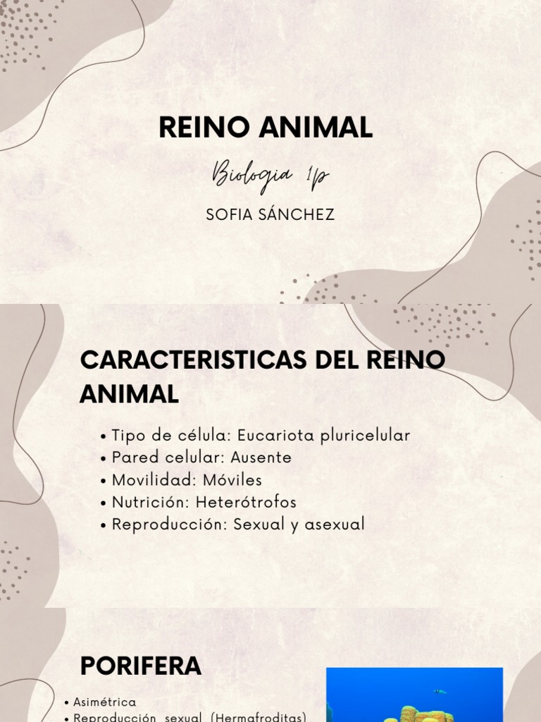 Reino Animal: Biologia 1p | PDF | Organismos | Zoología
