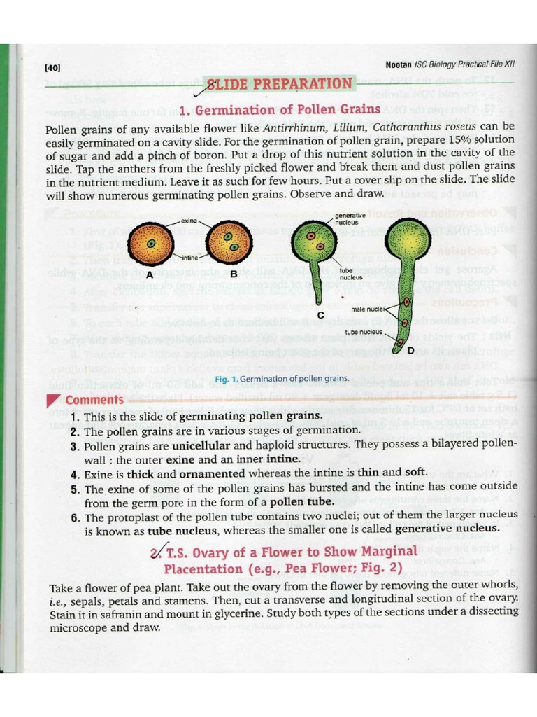 Slide Preparation | PDF
