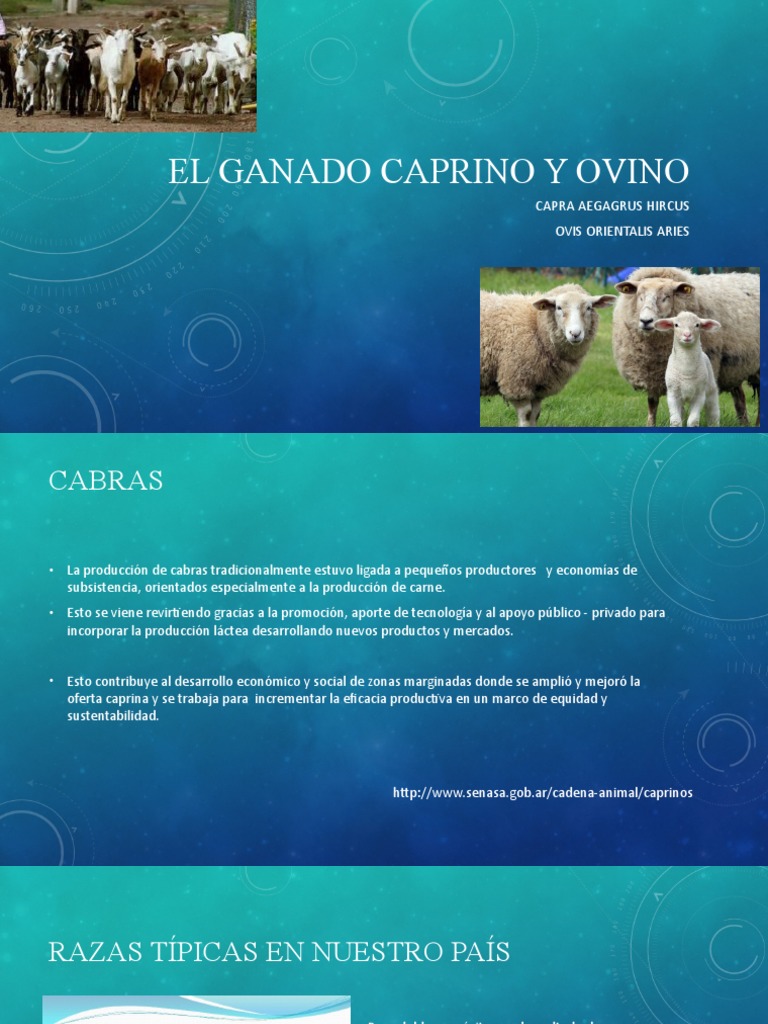 Ganado Caprino y Ovino | PDF | Oveja | Cabra